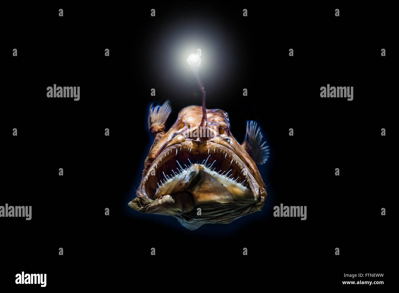 Deep sea hi-res stock photography and images - Alamy