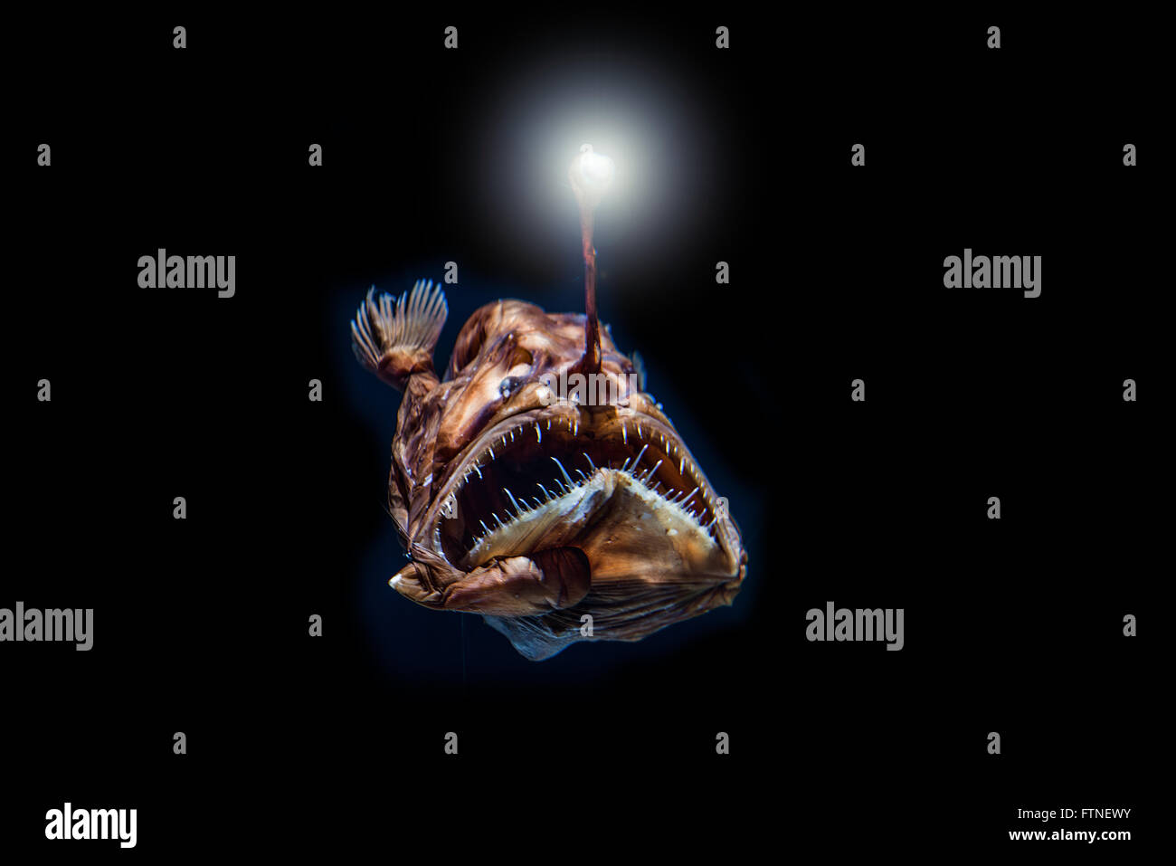 Deep water fish hi-res stock photography and images - Alamy