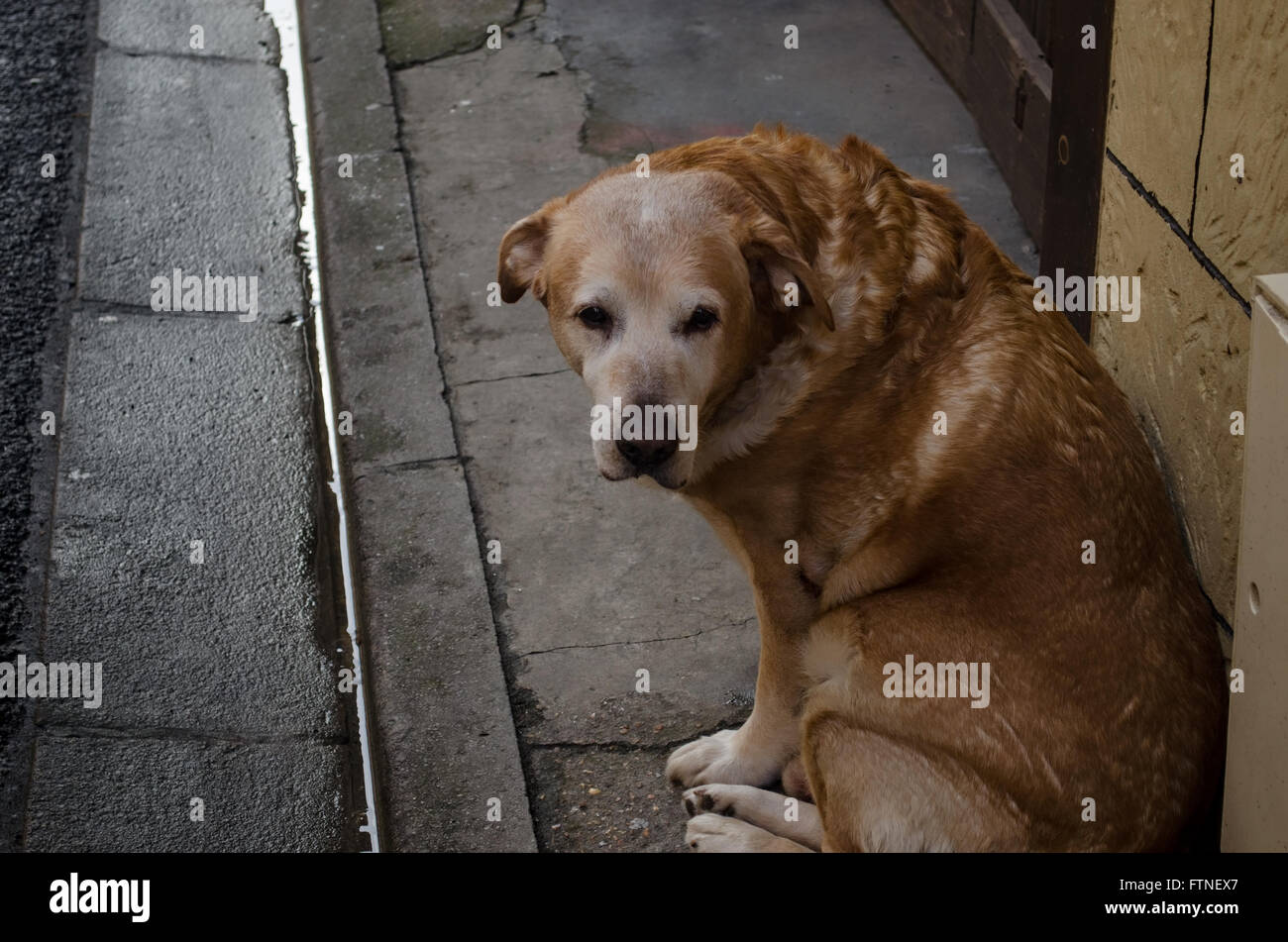 A sad dog in the streets Stock Photo - Alamy
