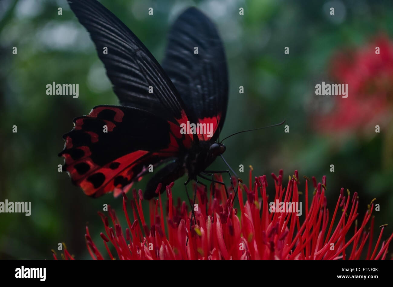 Red black butterfly hi-res stock photography and images - Alamy