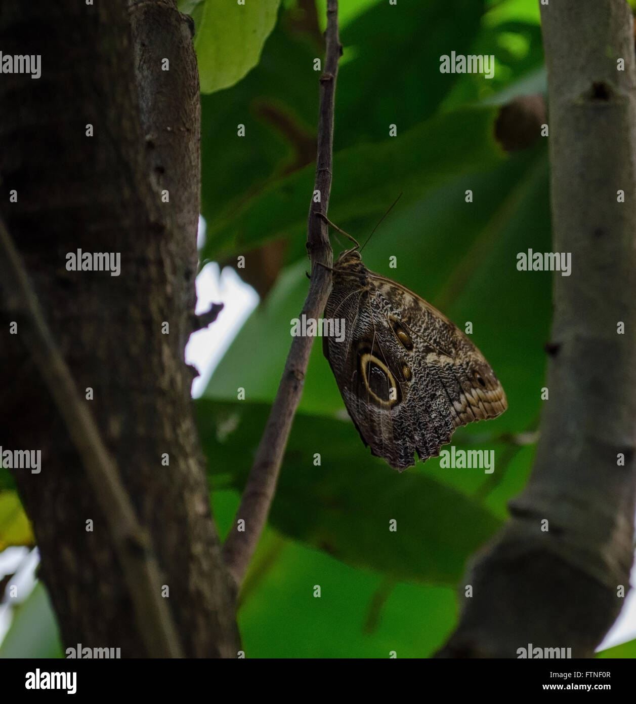 Butterfly on a tree Stock Photo - Alamy