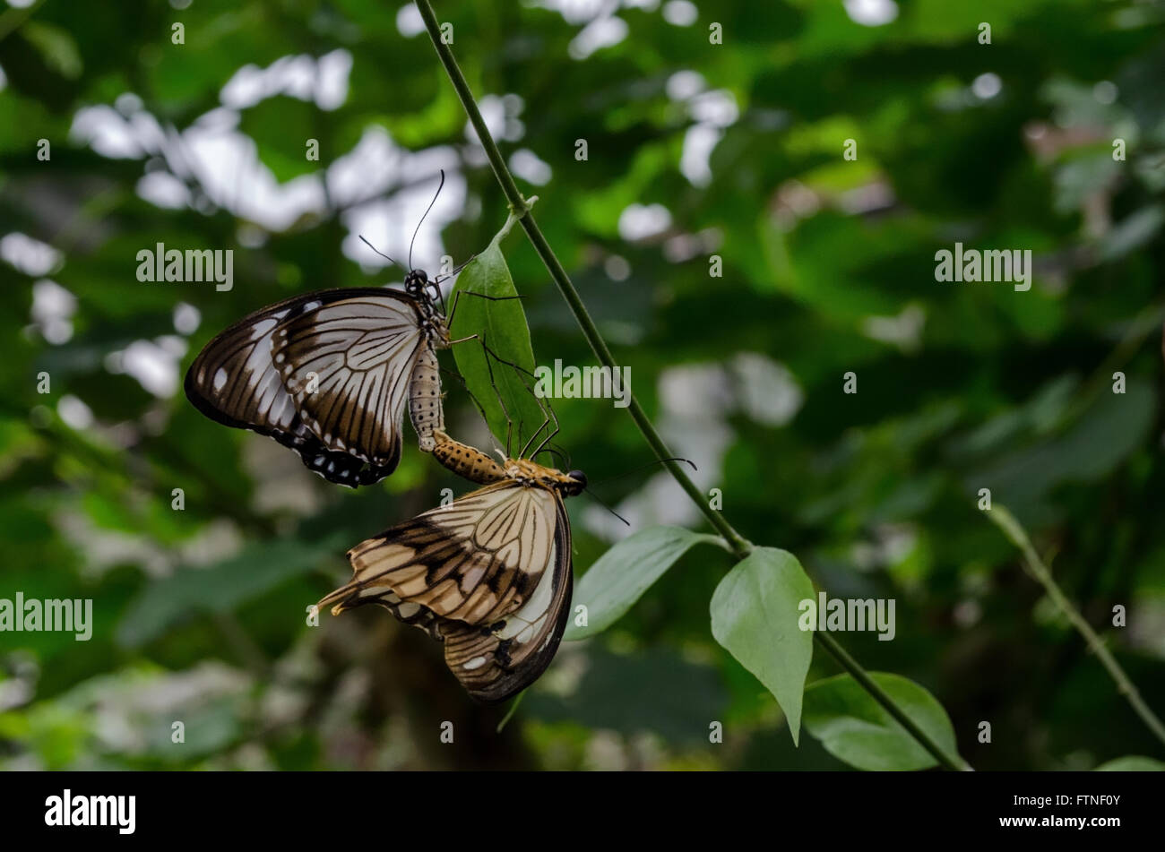 Coupling Animals High Resolution Stock Photography and Images - Alamy