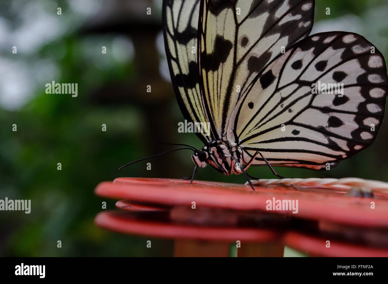 Yellow wings hi-res stock photography and images - Alamy