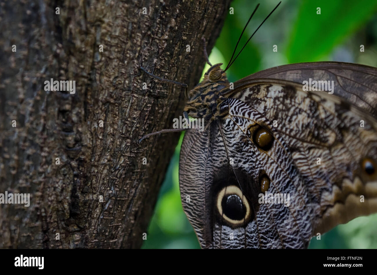 Butterfly on a tree Stock Photo - Alamy