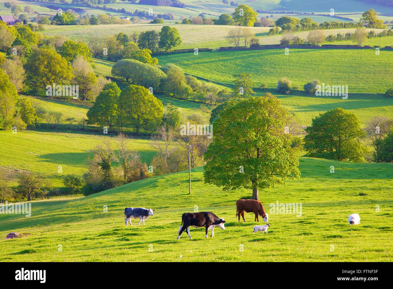 Sheep farming terrain hi-res stock photography and images - Alamy
