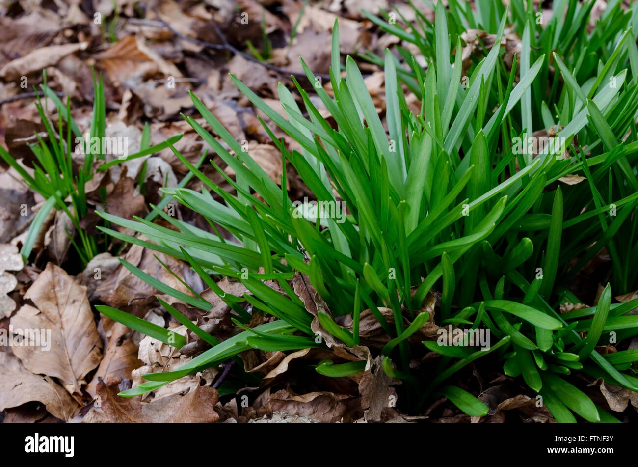 A tuft of grass in the forest Stock Photo - Alamy