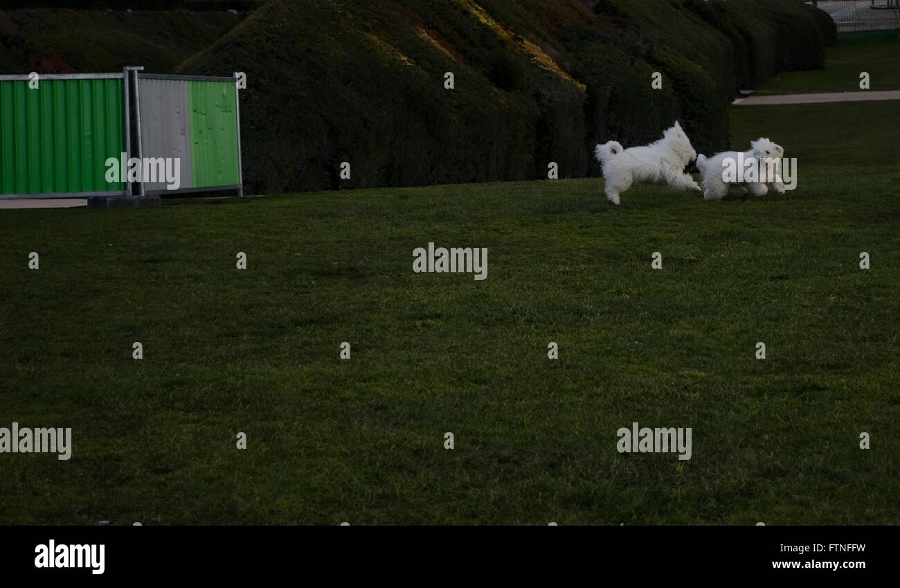 Coton de tulear dogs hi-res stock photography and images - Alamy