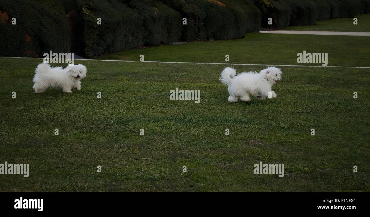 Dogs having fun in a park Stock Photo - Alamy