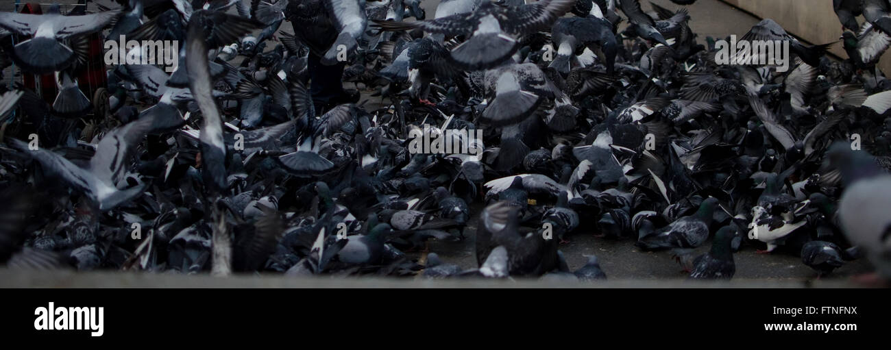 Pigeons paris hi-res stock photography and images - Alamy