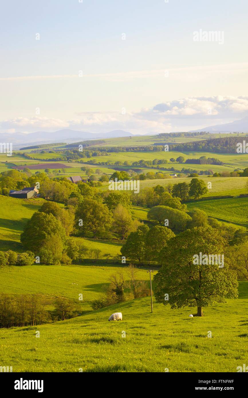 Country scene tree sheep hi-res stock photography and images - Alamy