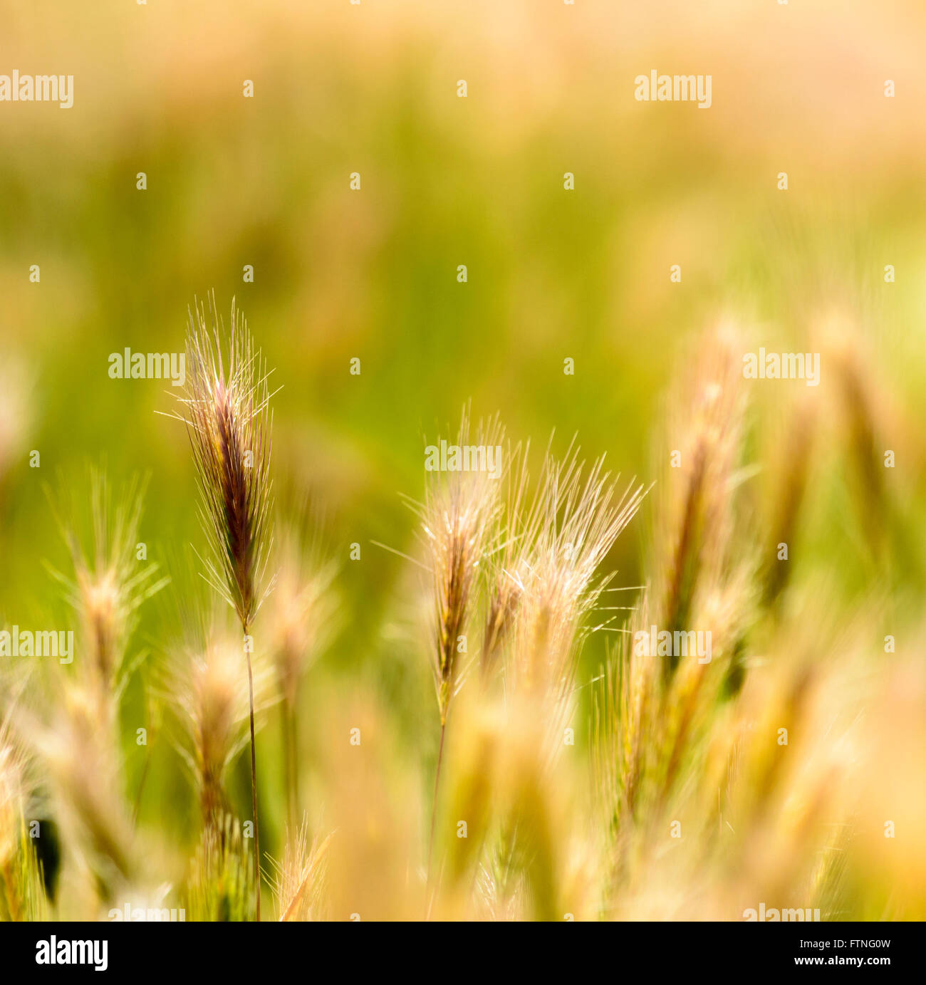 green and golden grass lit by the sun Stock Photo - Alamy