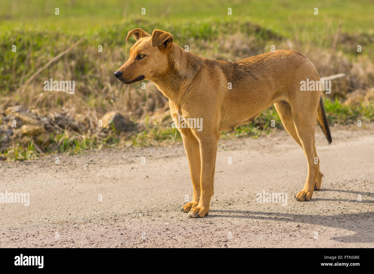 Female dog outdoor hi-res stock photography and images - Alamy