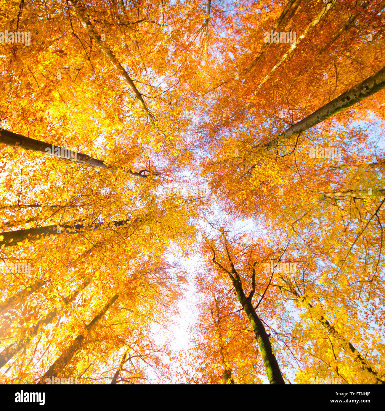 Trees in fall Stock Photo - Alamy