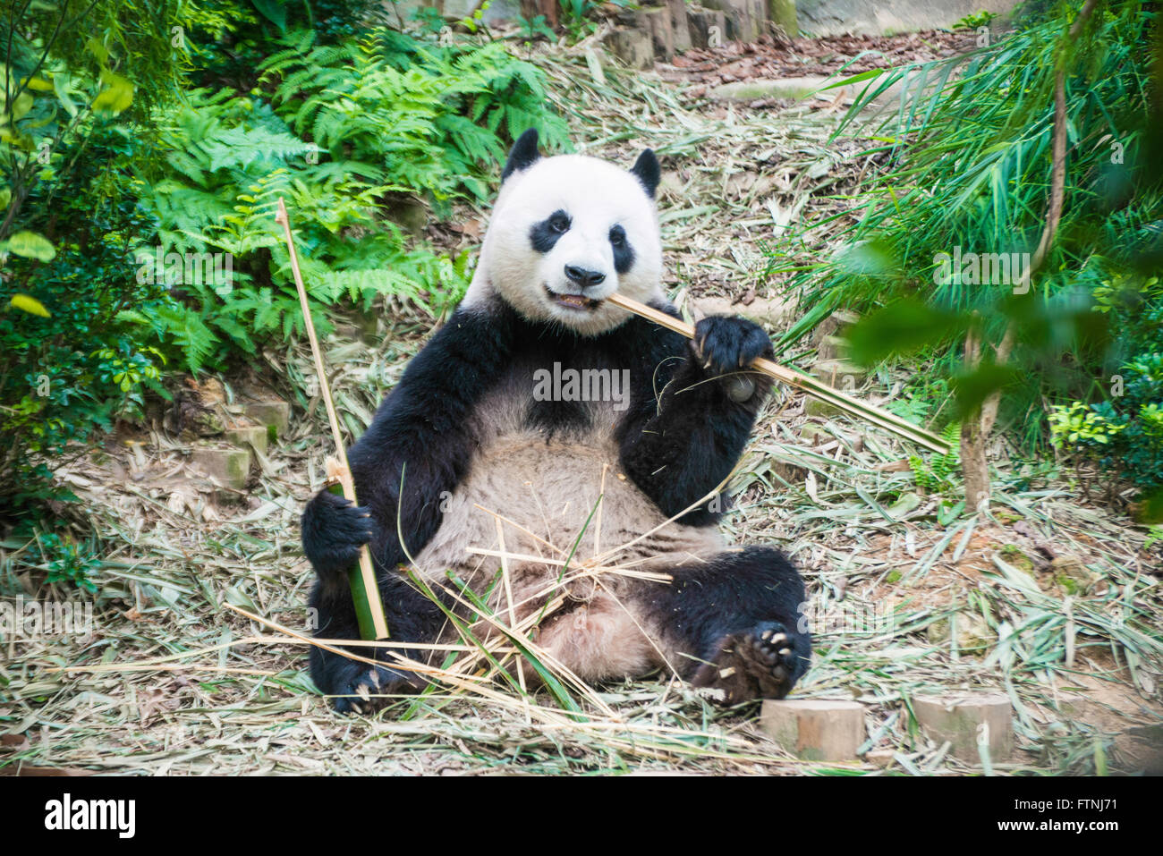 Panda man hi-res stock photography and images - Alamy