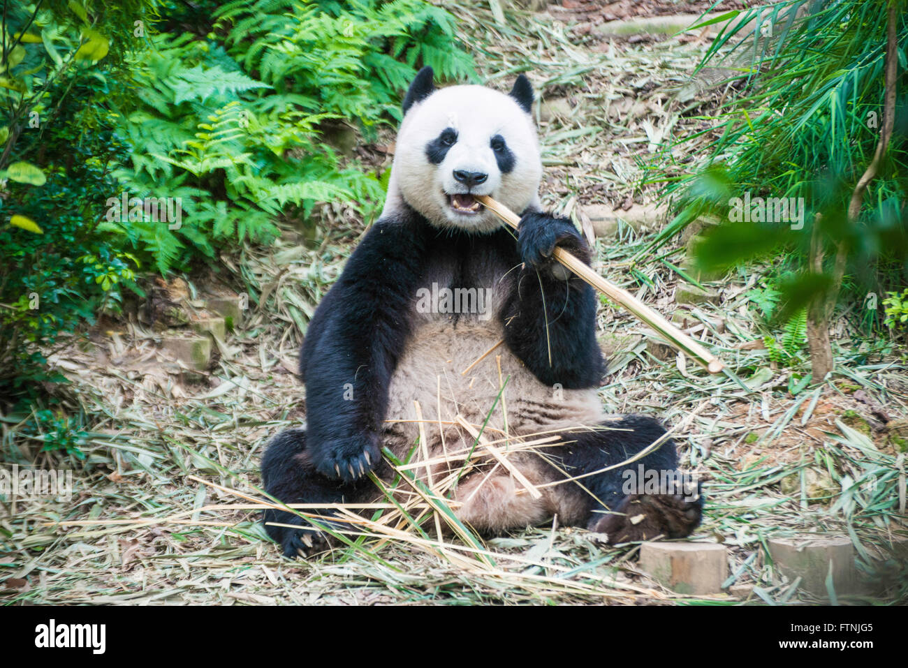 Panda bear teeth hi-res stock photography and images - Alamy