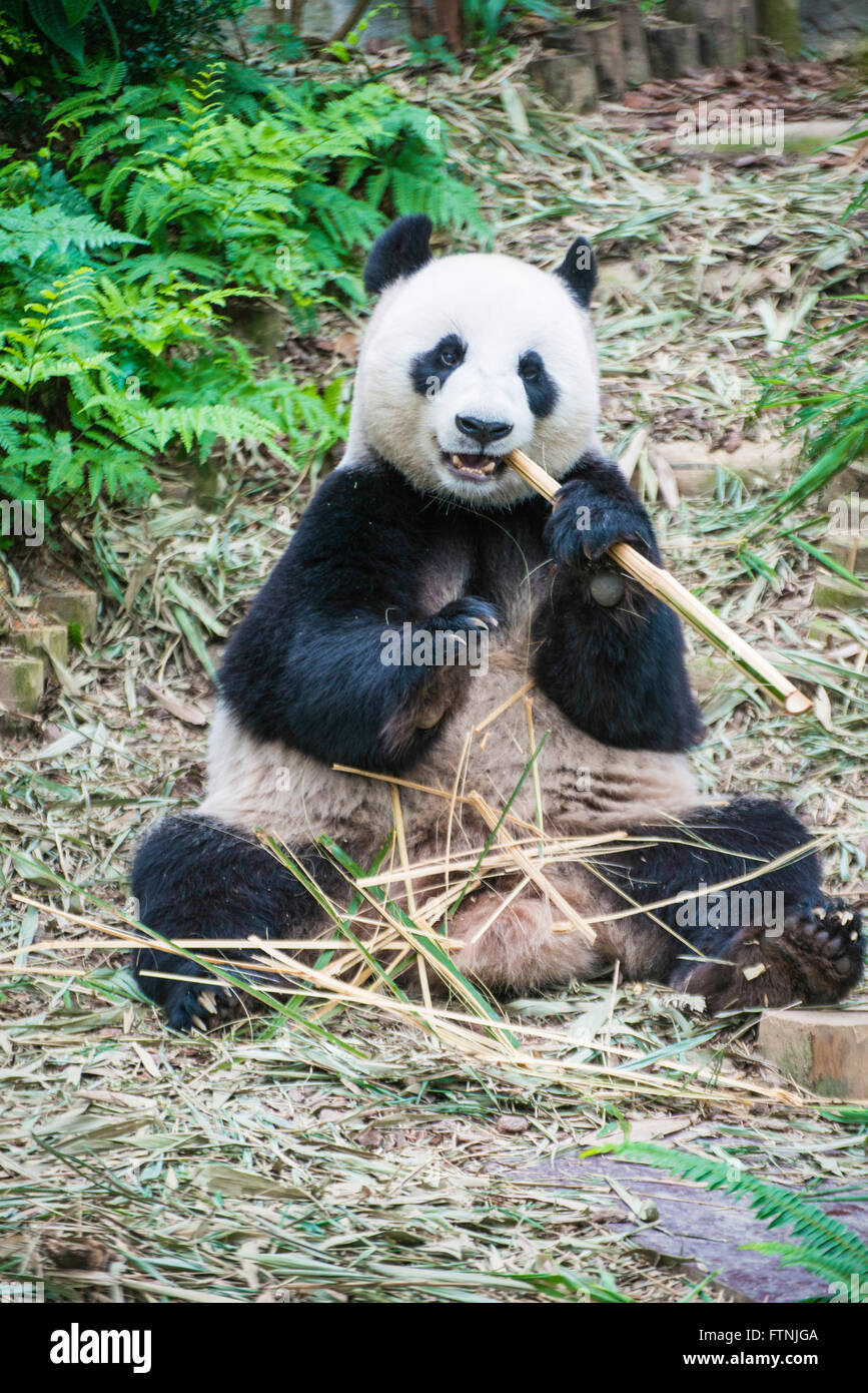 Panda man hi-res stock photography and images - Alamy