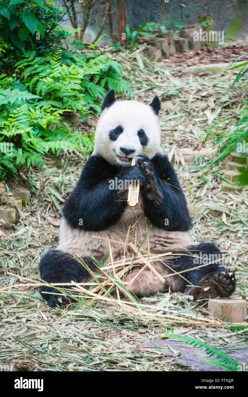 Panda bear teeth hi-res stock photography and images - Alamy