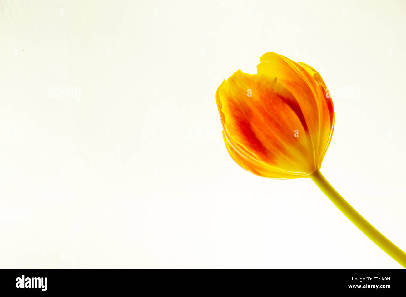 Orange beauty tulip hi-res stock photography and images - Alamy