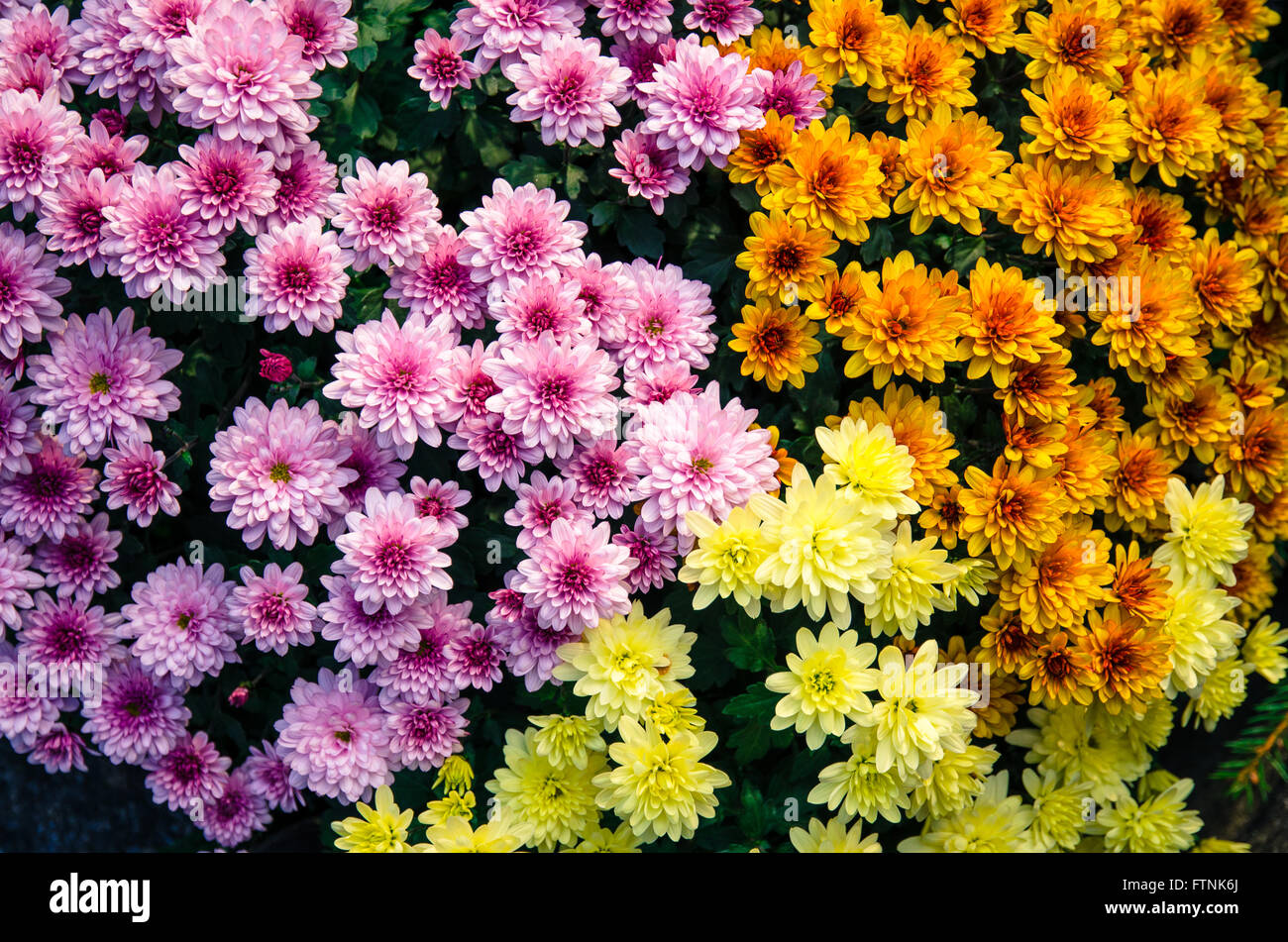 mix of pink, orange and yellow chrysanthemum flowers Stock Photo - Alamy