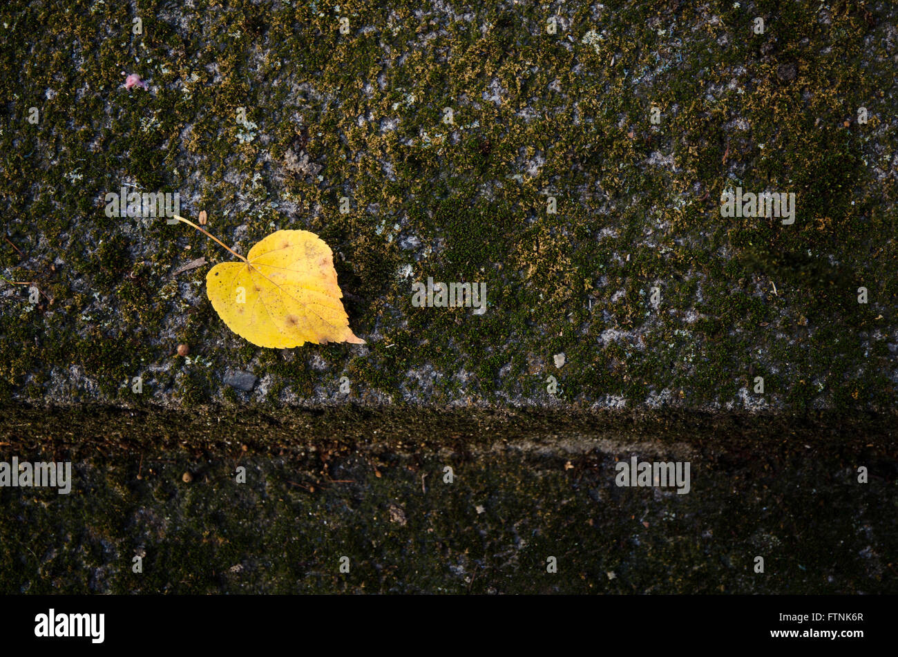 Leaf memorial remember death hi-res stock photography and images - Alamy