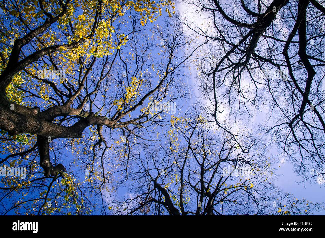 Tree top views hi-res stock photography and images - Alamy