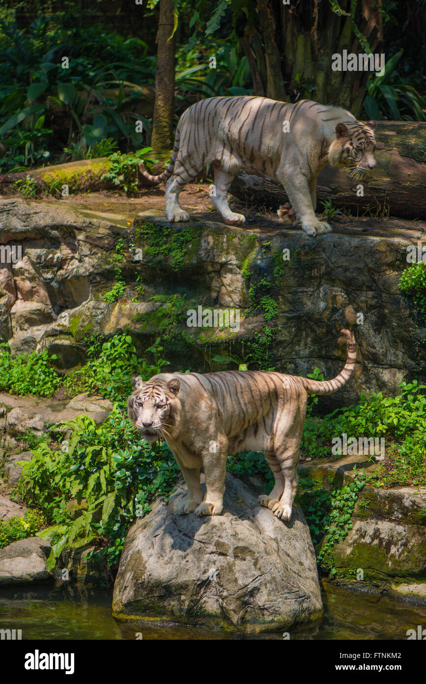 Male and female tigers hi-res stock photography and images - Alamy