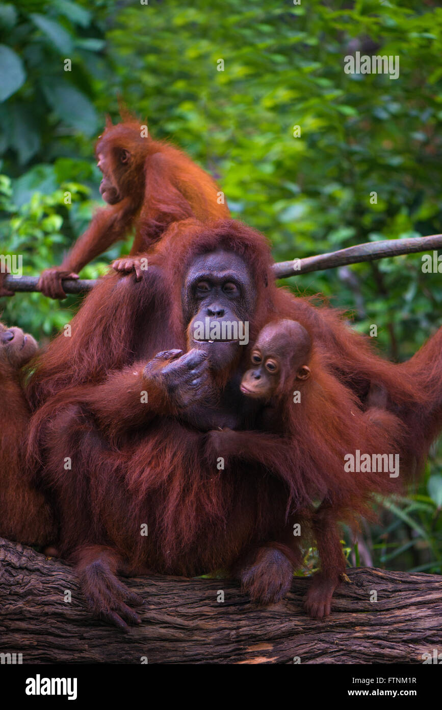 Men with orangutan hi-res stock photography and images - Alamy