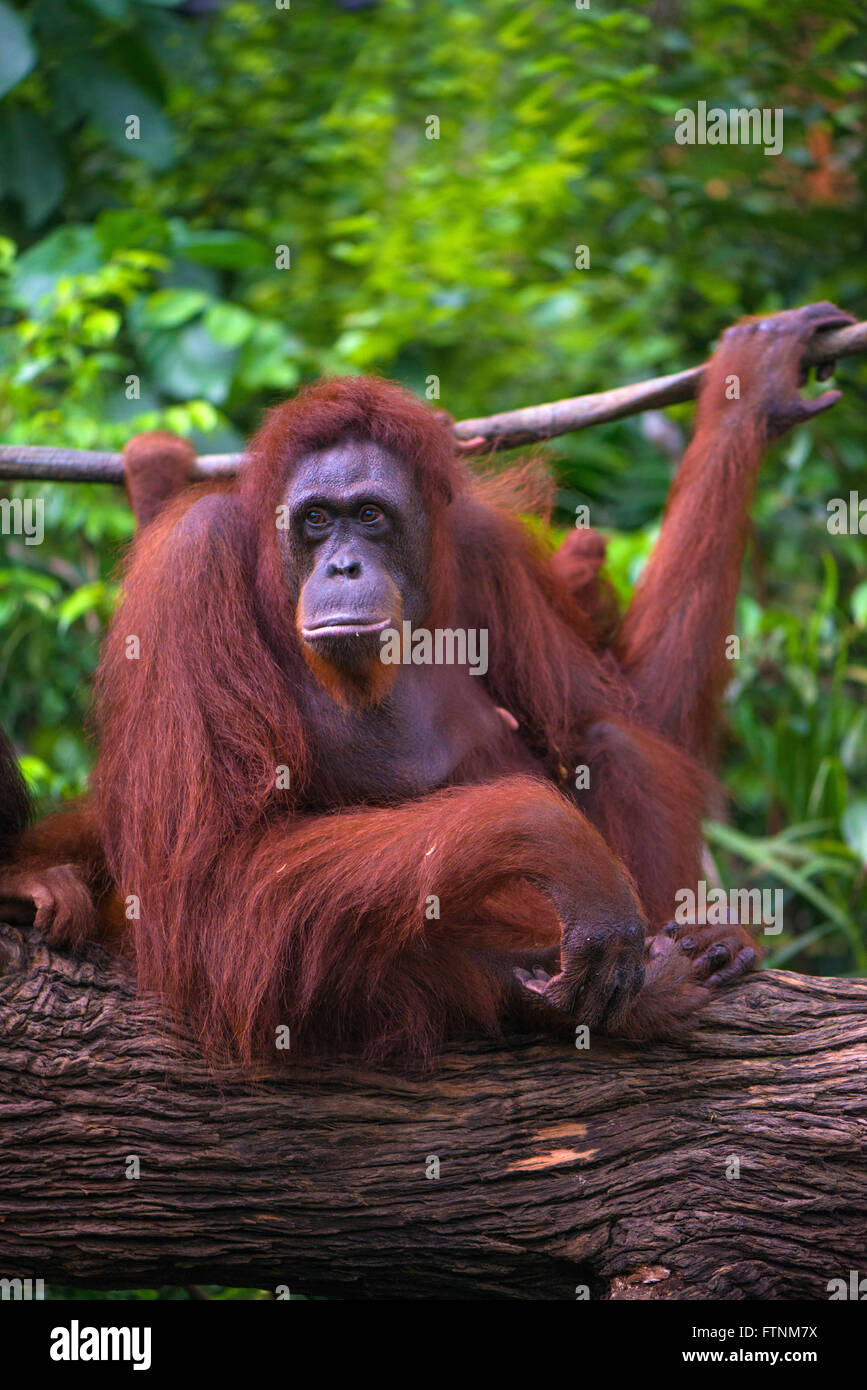 Men with orangutan hi-res stock photography and images - Alamy