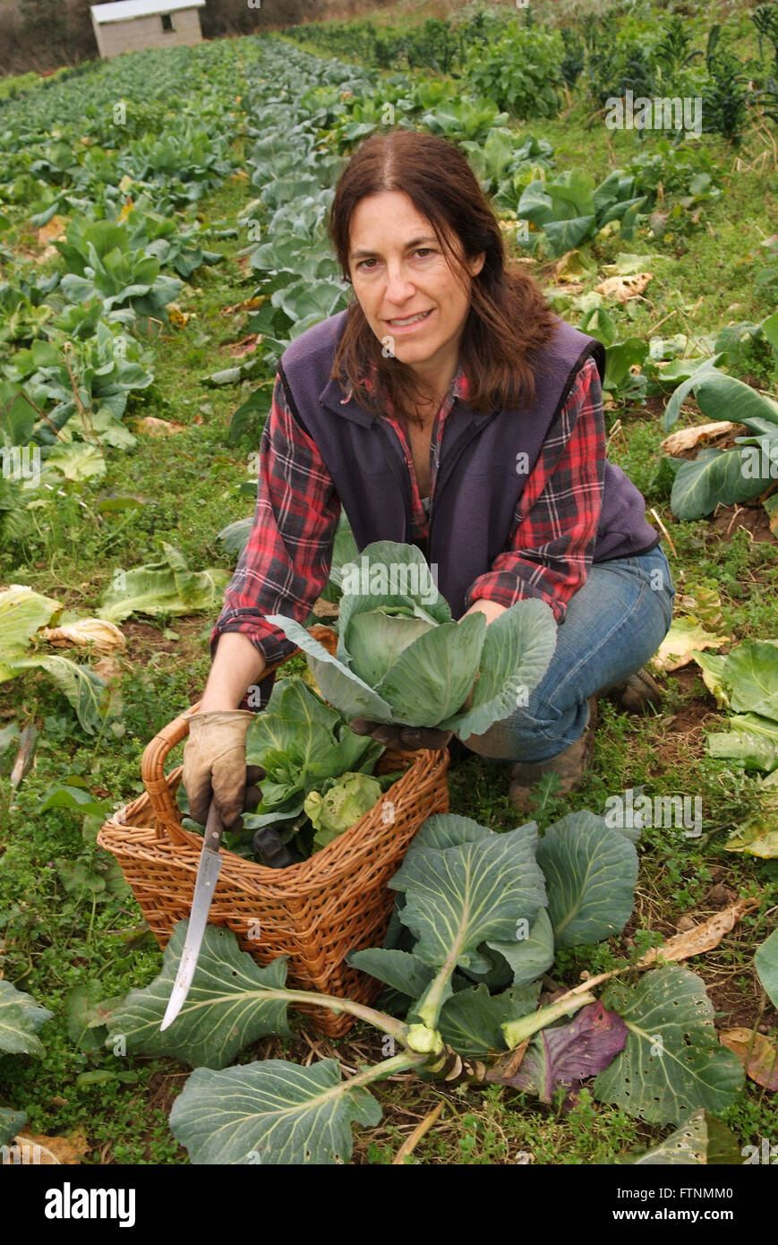 Volunteer volunteers farm farms farming farmer farmers hi-res stock ...