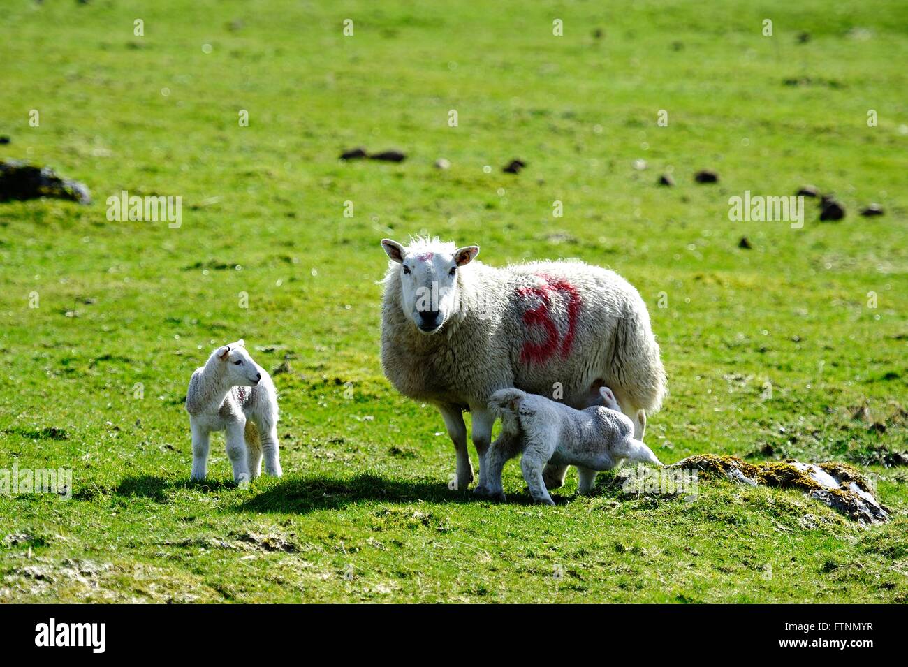 Mummy sheep hi-res stock photography and images - Alamy