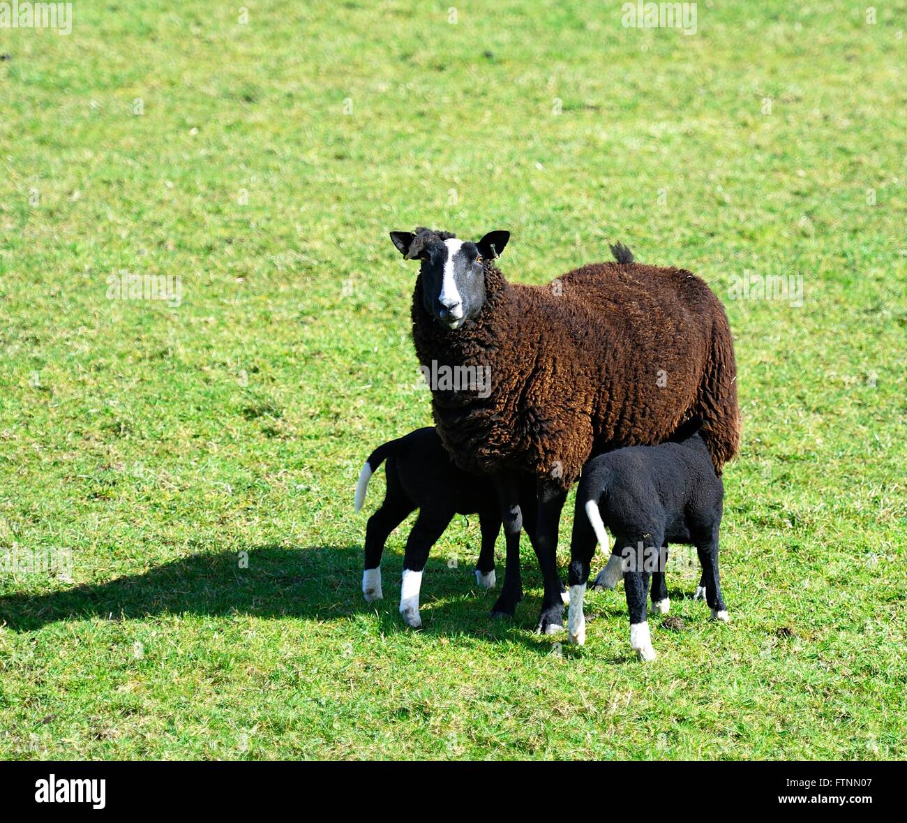 Balwen welsh mountain sheep hi-res stock photography and images - Alamy