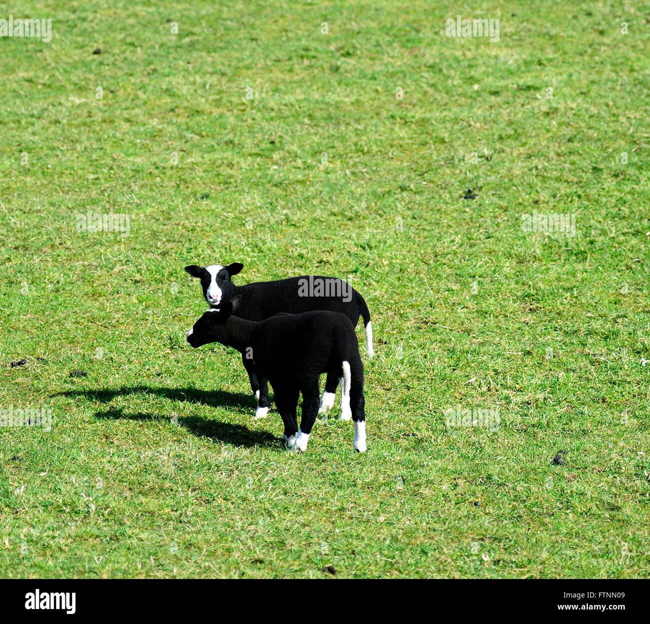 Balwen welsh mountain sheep hi-res stock photography and images - Alamy