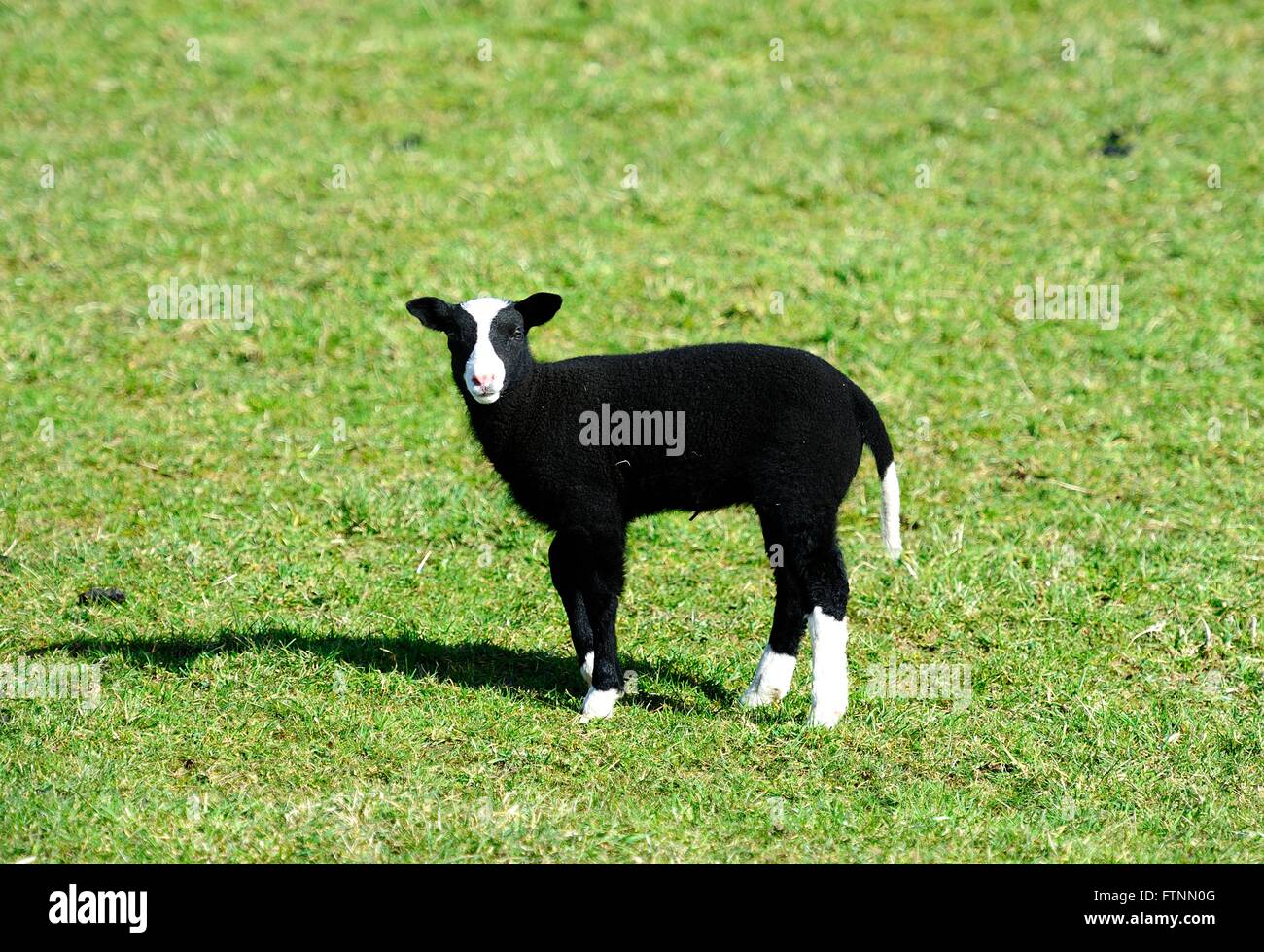Balwen Welsh Mountain Lamb Stock Photo - Alamy
