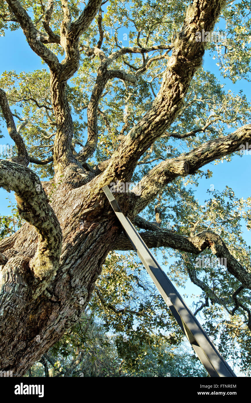 Metal tree support hi-res stock photography and images - Alamy