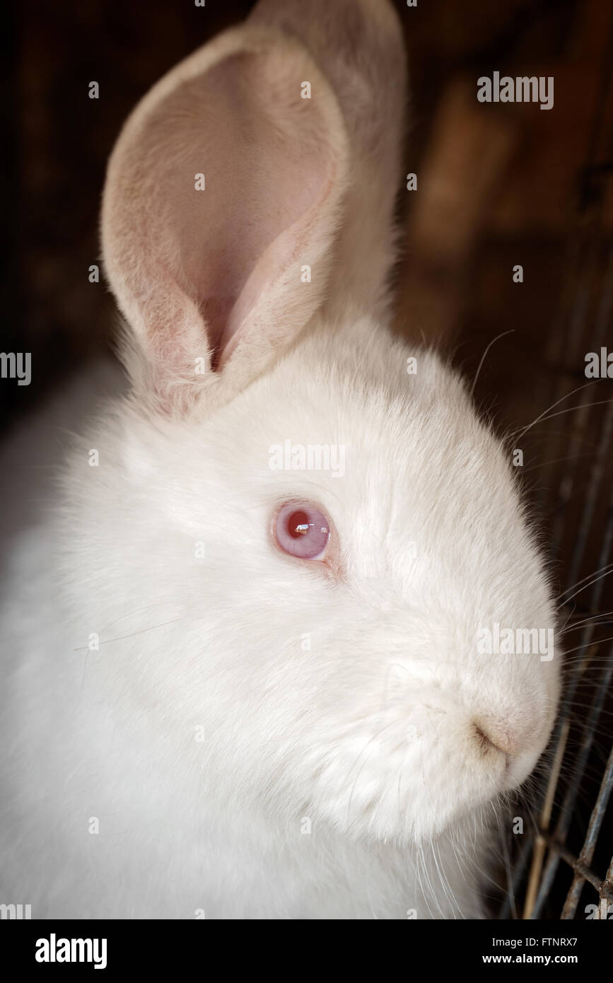 Portrait of the white rabbit Stock Photo - Alamy