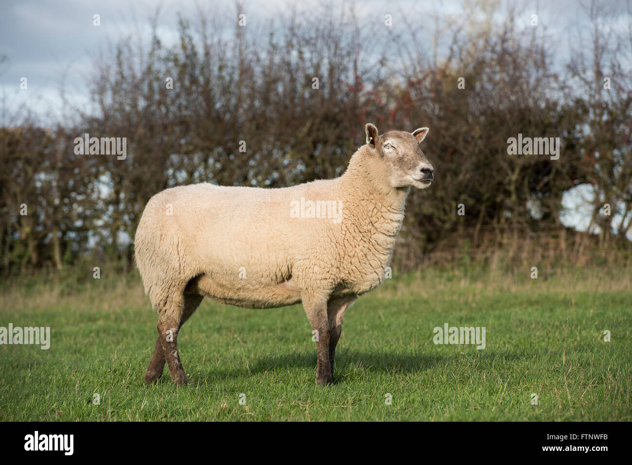 Lone sheep standing in hi-res stock photography and images - Alamy