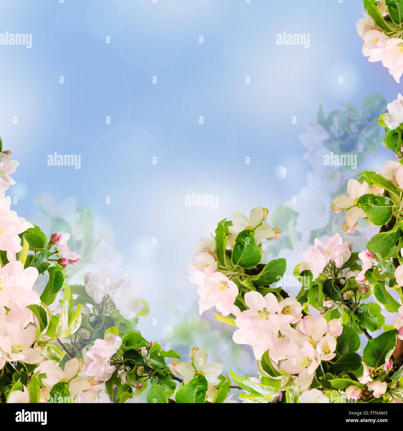 Apple floral background Stock Photo - Alamy