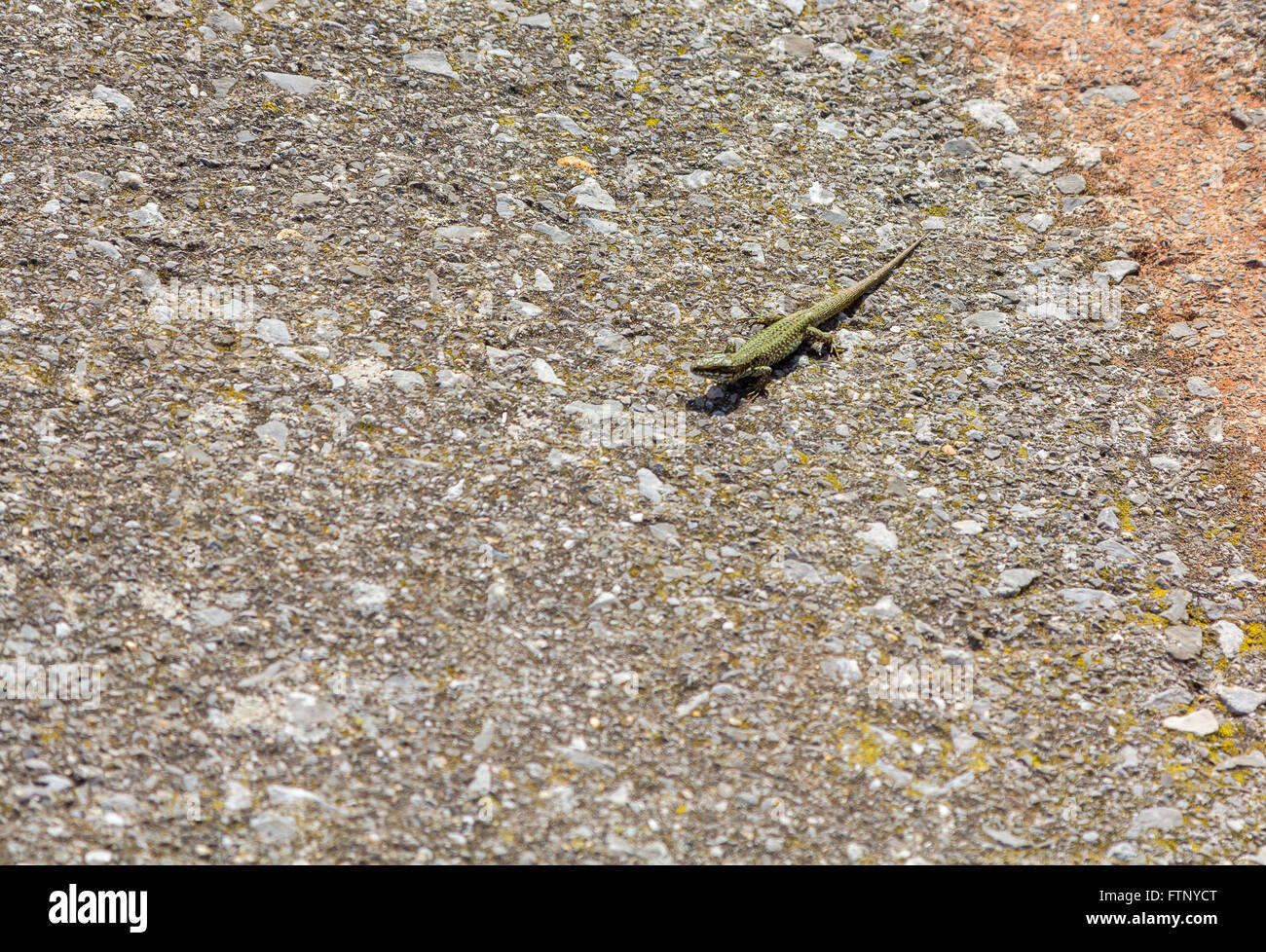 Lizard in sun hi-res stock photography and images - Alamy