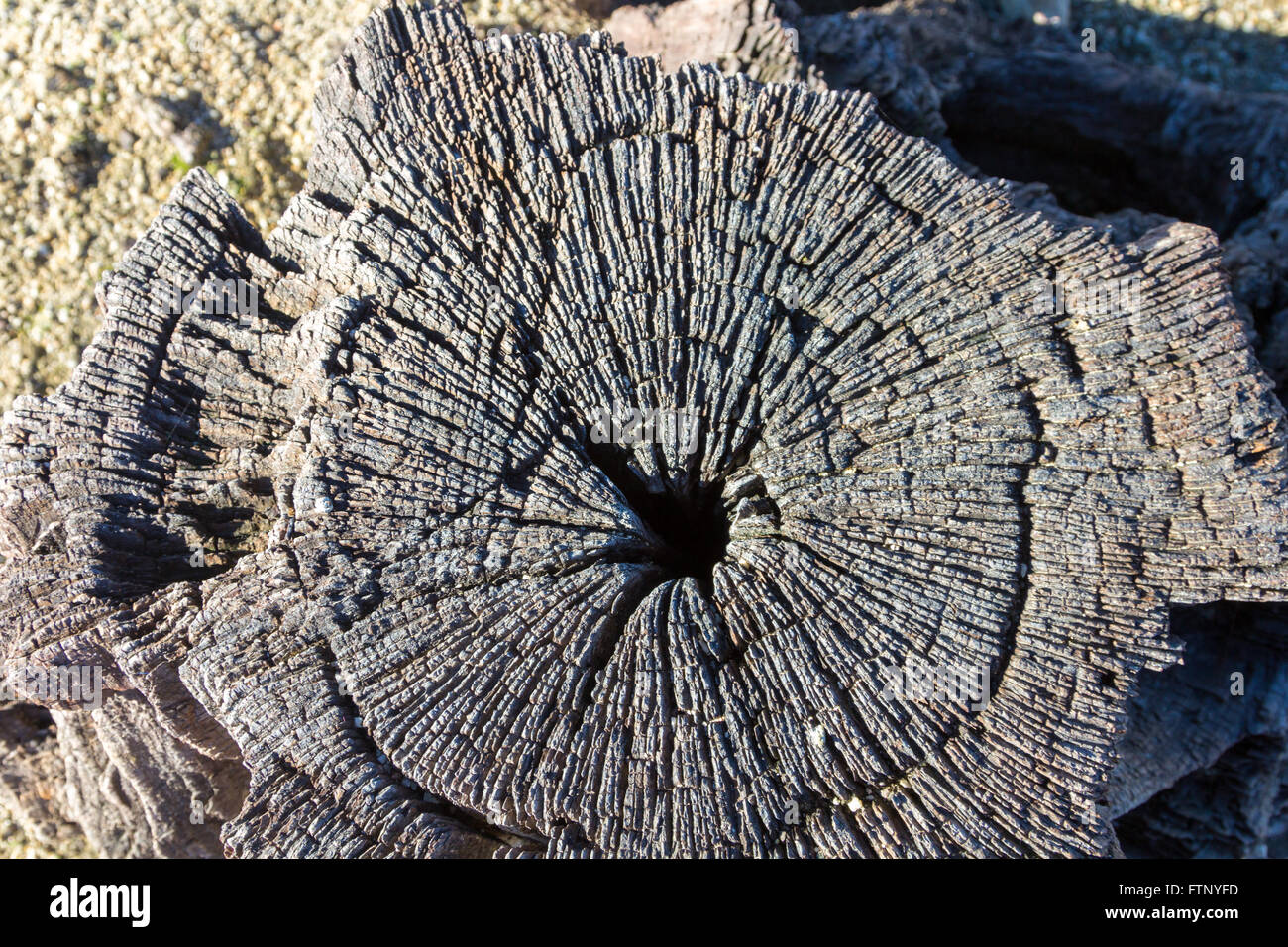 Dry tree trunk with many cracks Stock Photo - Alamy