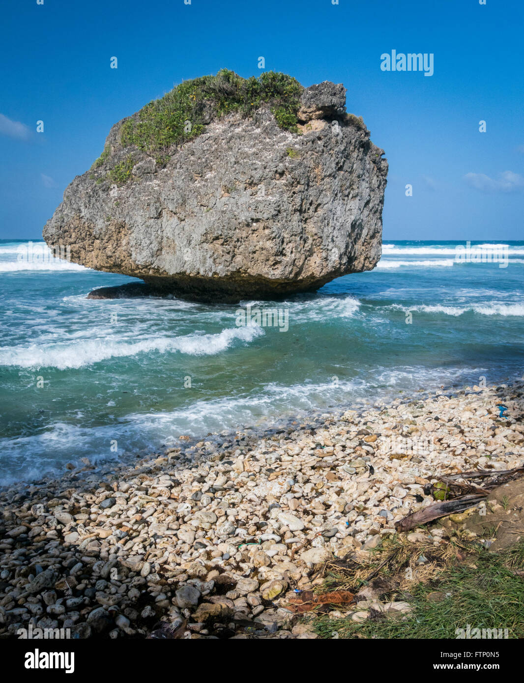 Coral reef boulder on the beach at Bathsheba, Barbados Stock Photo - Alamy