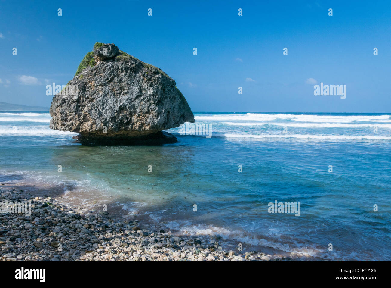 Coral reef boulder on the beach at Bathsheba, Barbados Stock Photo - Alamy