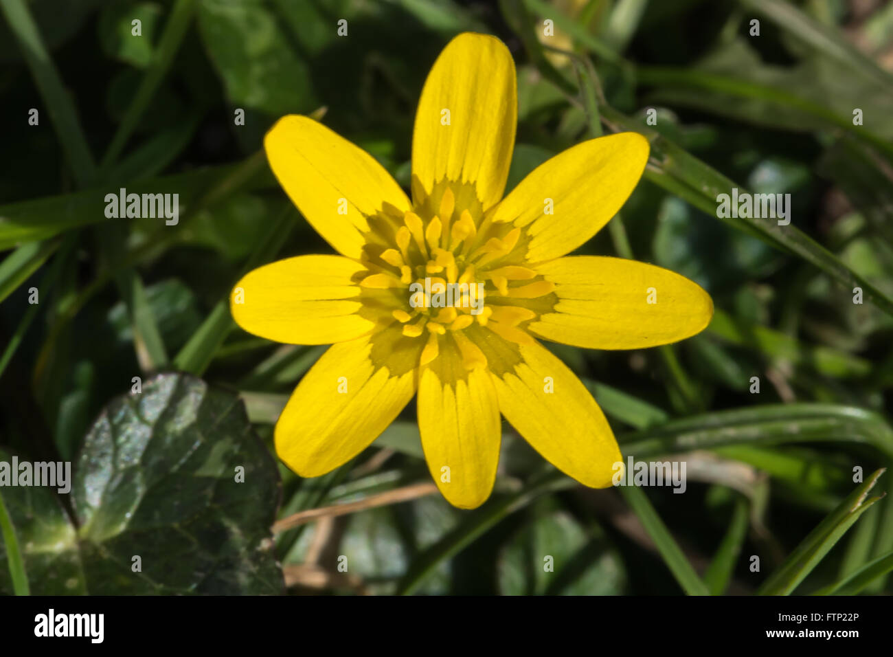 Celandine flower hi-res stock photography and images - Alamy
