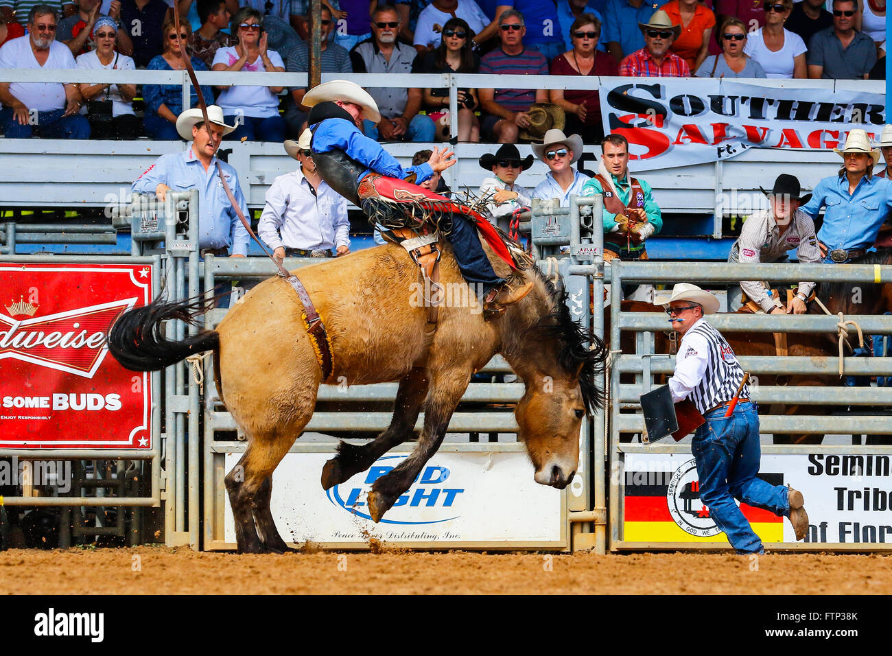 Cowboy on Bucking Bronco horse at Arcadia Rodeo, Florida, USA Stock ...