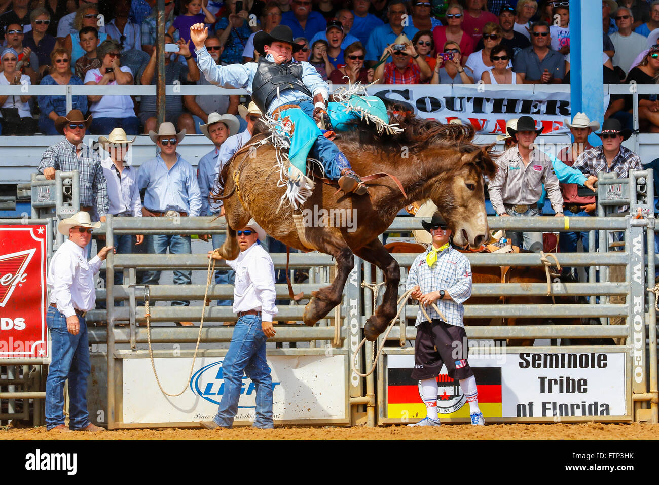Cowboy on Bucking Bronco horse at Arcadia Rodeo, Florida, USA Stock ...