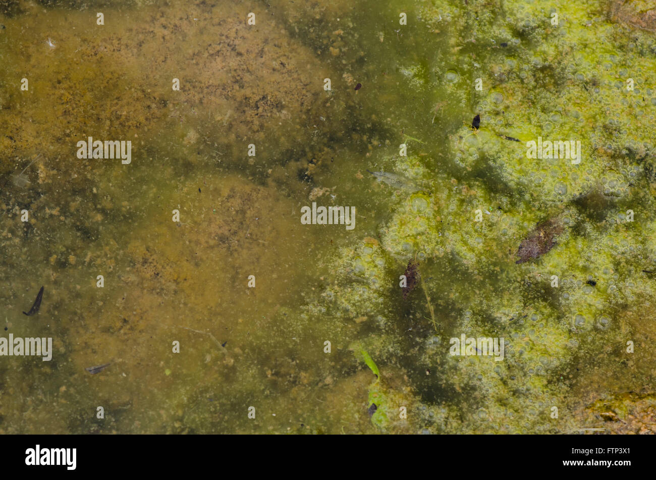 Green algae. Chlamydomonas, in pond Stock Photo - Alamy