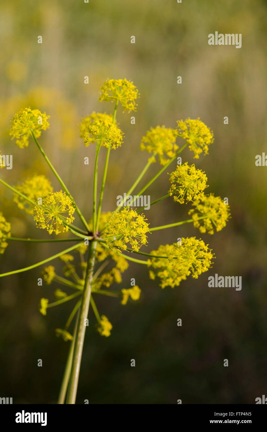 Thapsia High Resolution Stock Photography and Images - Alamy