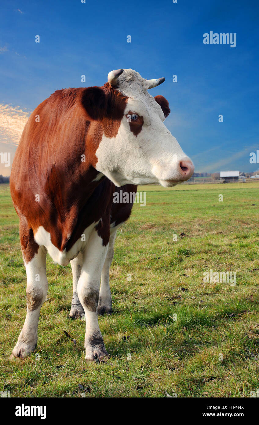 German cow hi-res stock photography and images - Alamy
