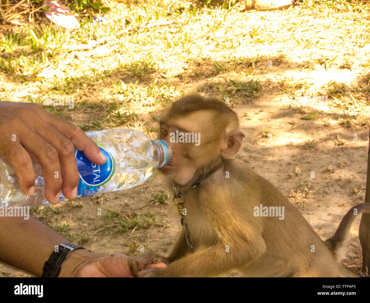 Monkey drink hi-res stock photography and images - Alamy