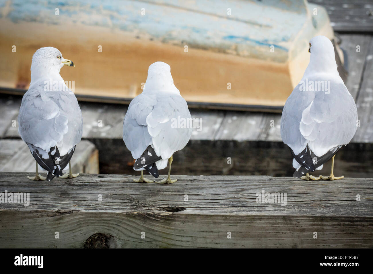 Three seagulls lined up on dock looking at small boat Stock Photo - Alamy