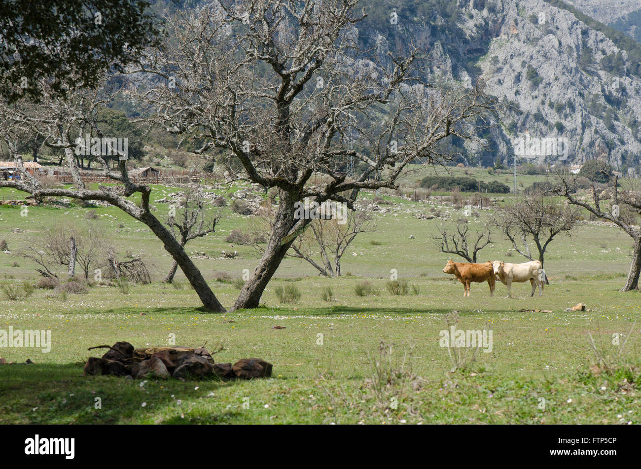 Two cows in field at Rio Campobuche, river, Natural park Grazalema ...